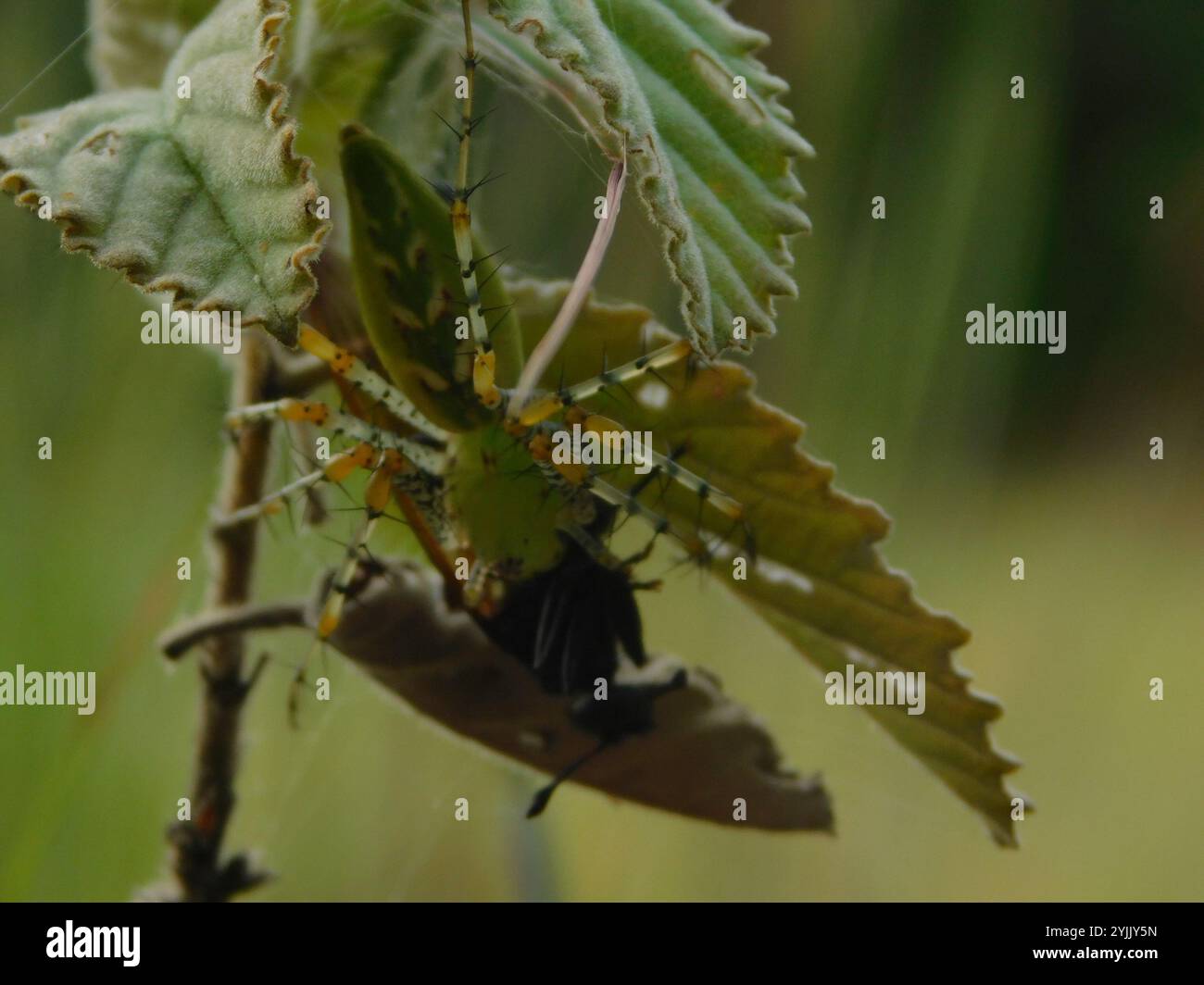 Mydas maculiventris hi-res stock photography and images - Alamy