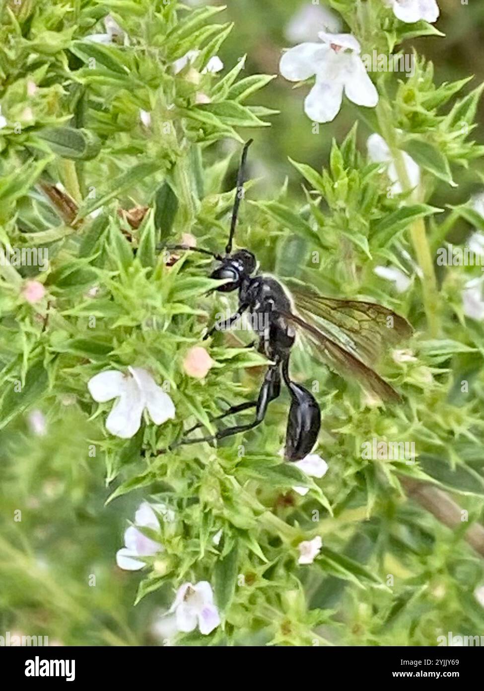 Grass-carrying Wasps (Isodontia Stock Photo - Alamy