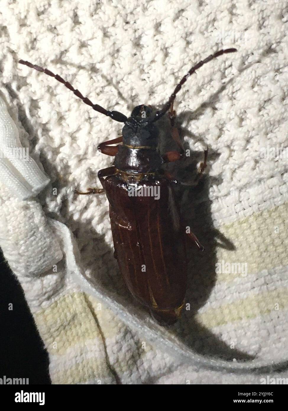 Brown Prionid (Orthosoma brunneum Stock Photo - Alamy