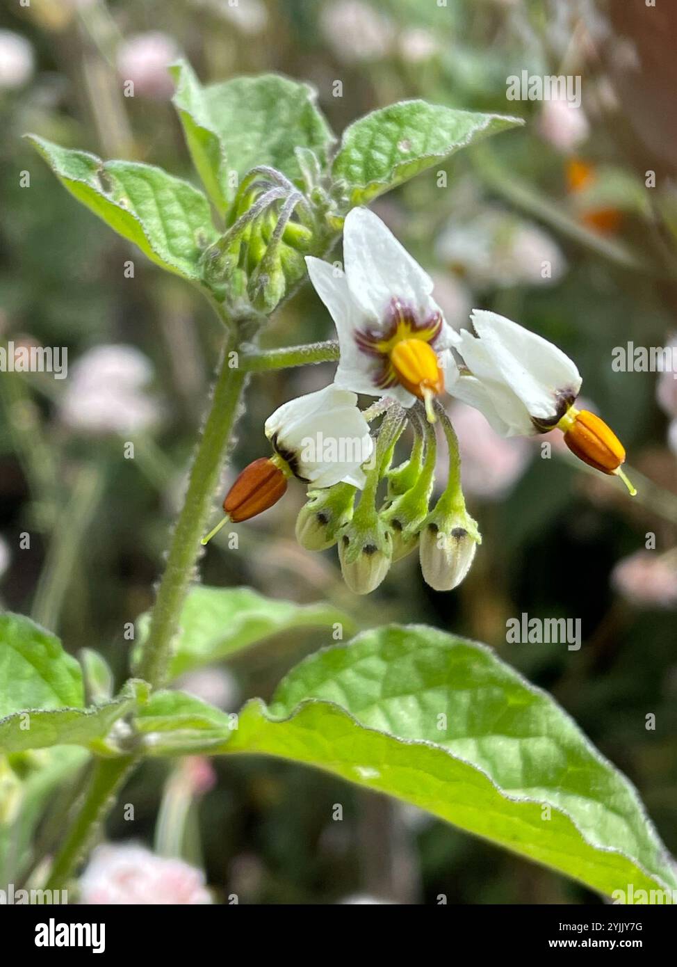 greenspot nightshade (Solanum douglasii Stock Photo - Alamy