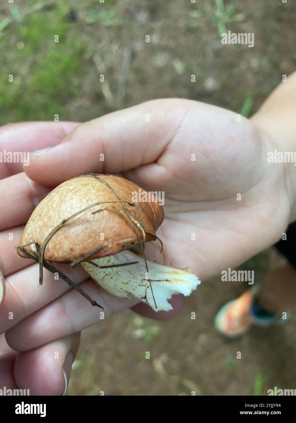 Butterball (Suillus weaverae Stock Photo - Alamy
