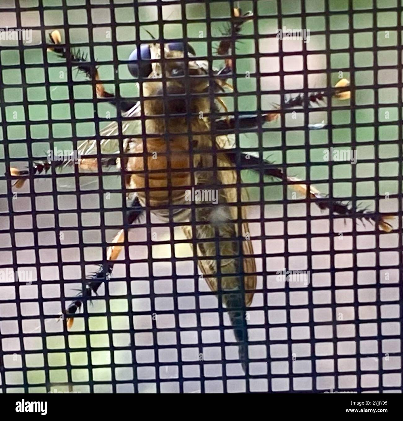 Red-footed Cannibal Fly (Promachus rufipes Stock Photo - Alamy