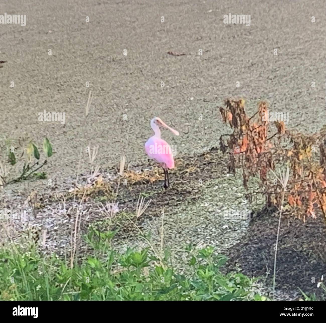 Roseate Spoonbill (Platalea ajaja Stock Photo - Alamy