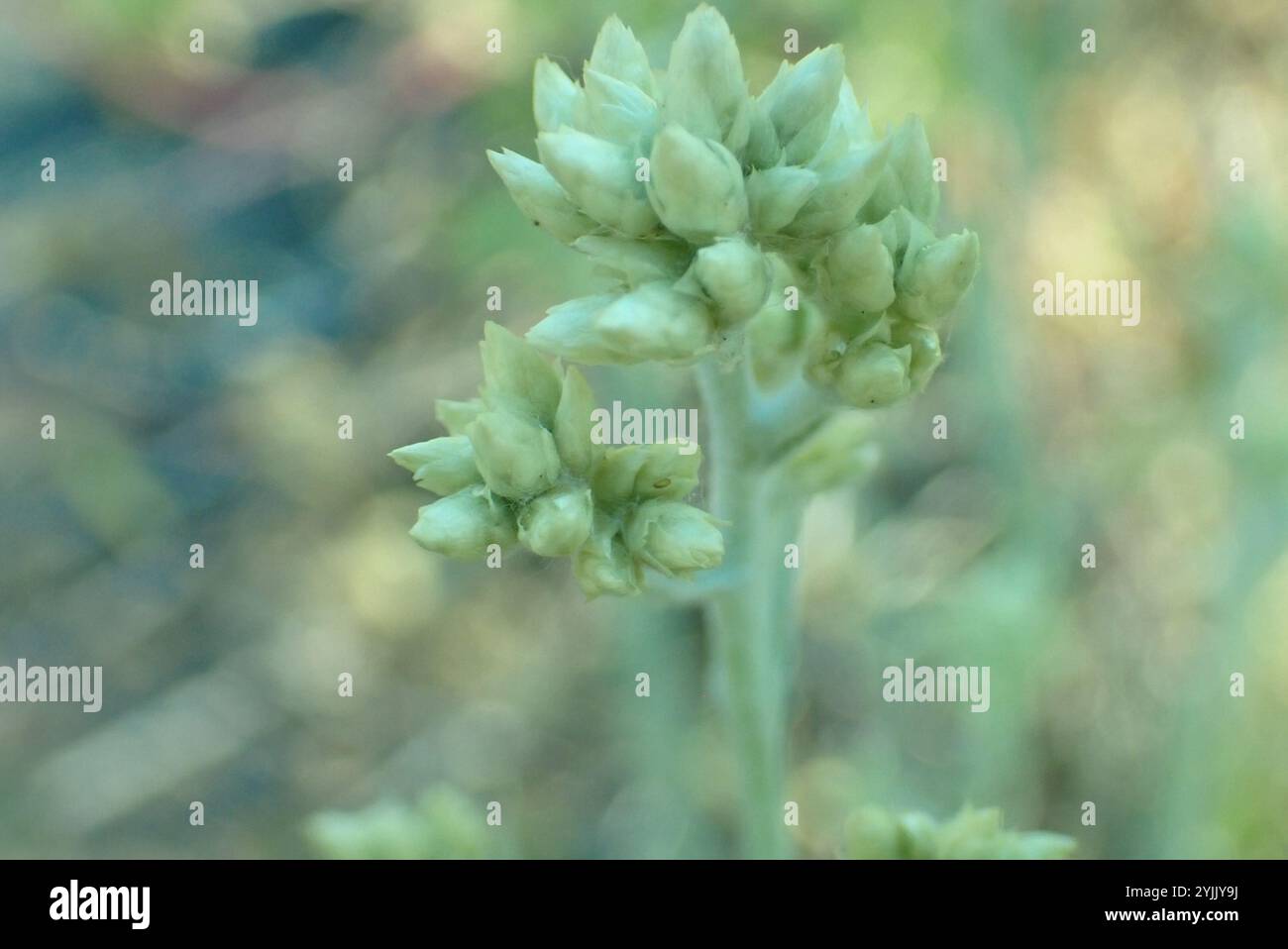 Rabbit tobacco hi-res stock photography and images - Alamy