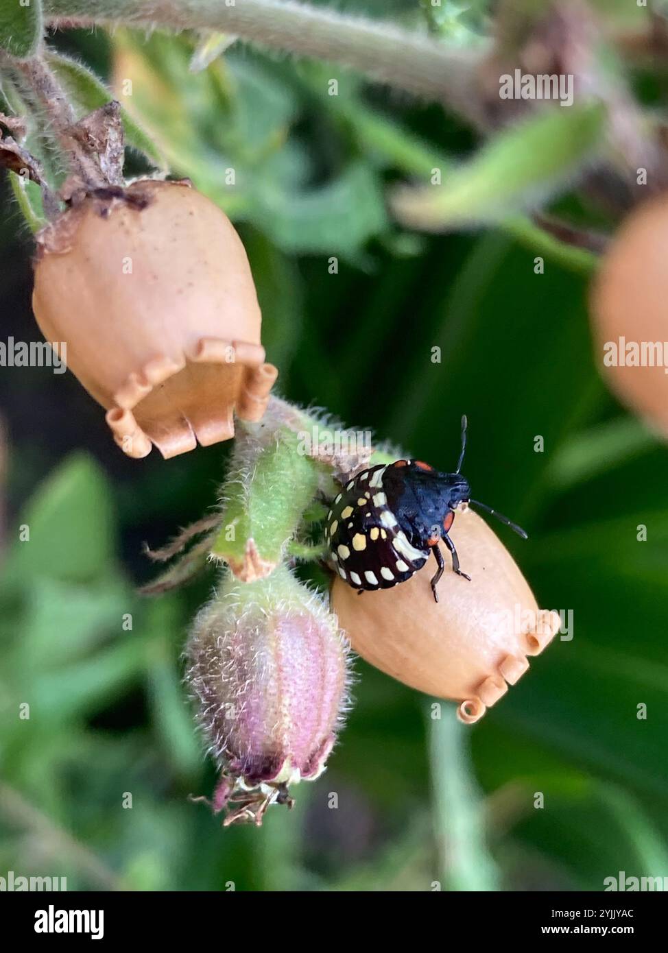 Southern Green Stink Bug (Nezara viridula Stock Photo - Alamy Southern Green Stink Bug (Nezara viridula Stock Photo - Alamy