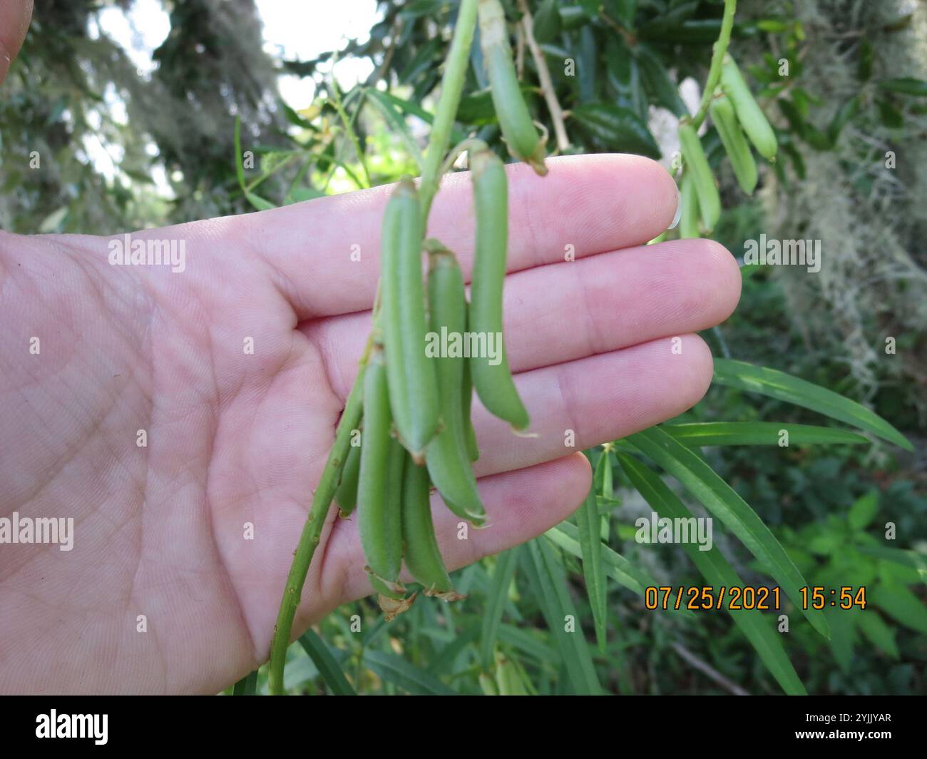 lanceleaf rattlebox (Crotalaria lanceolata Stock Photo - Alamy