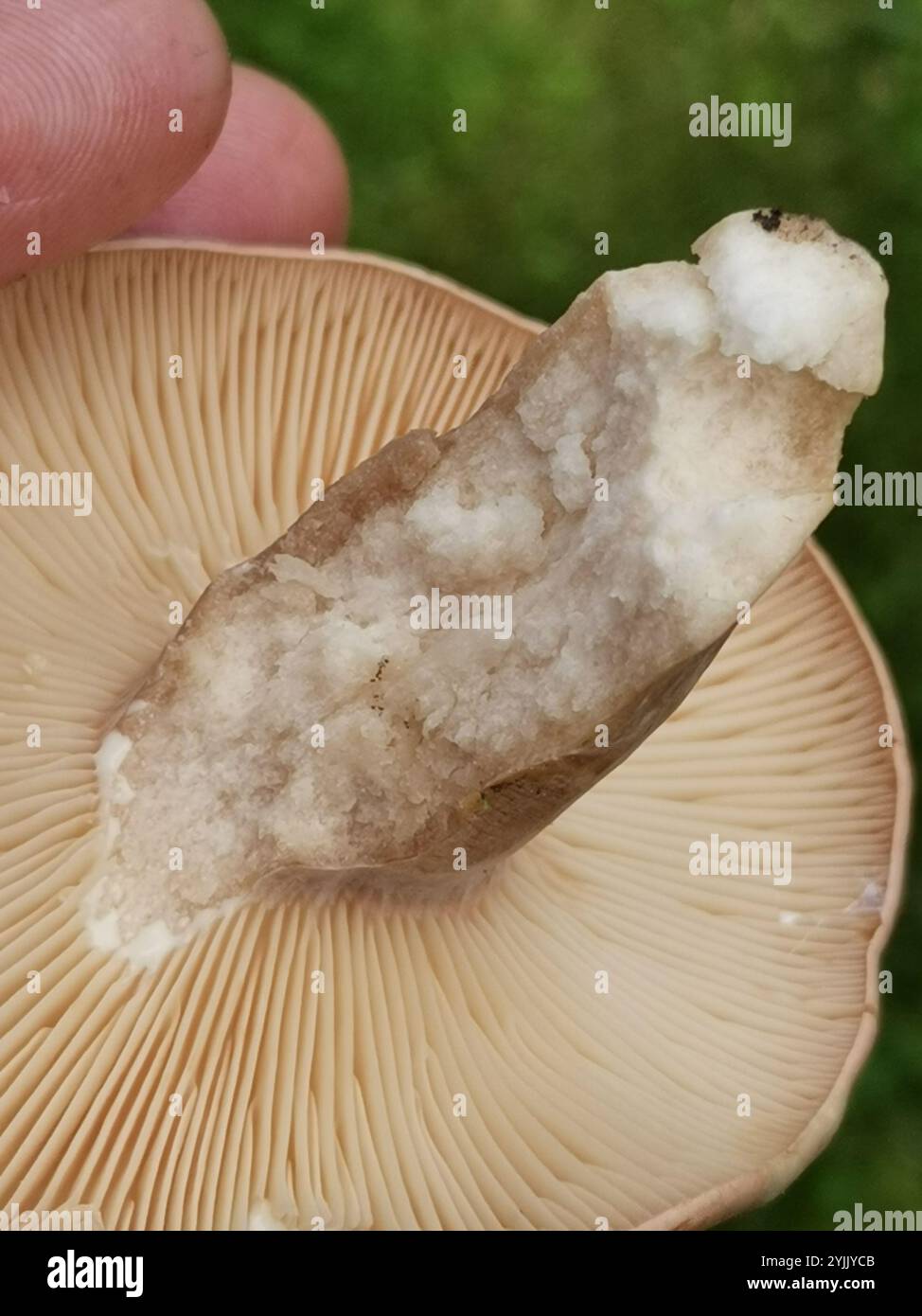 Stumpy milkcap hi-res stock photography and images - Alamy