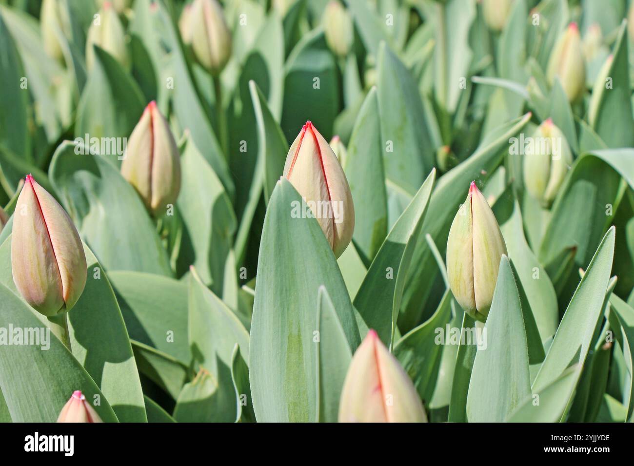 Unblossomed flower hi-res stock photography and images - Alamy