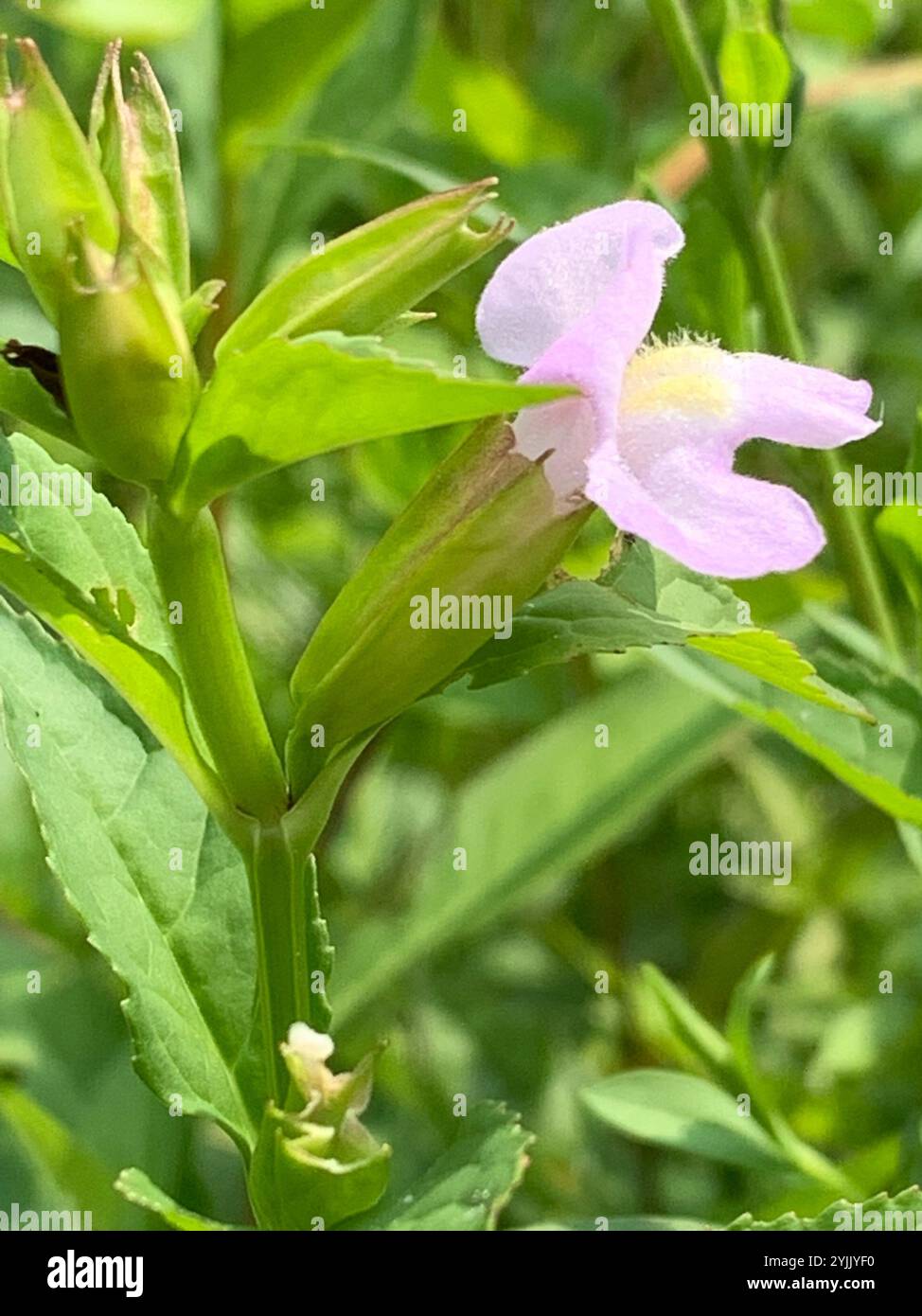 sharpwing monkeyflower (Mimulus alatus Stock Photo - Alamy