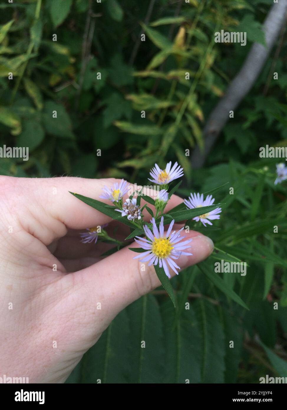 common panicled aster (Symphyotrichum lanceolatum lanceolatum Stock ...