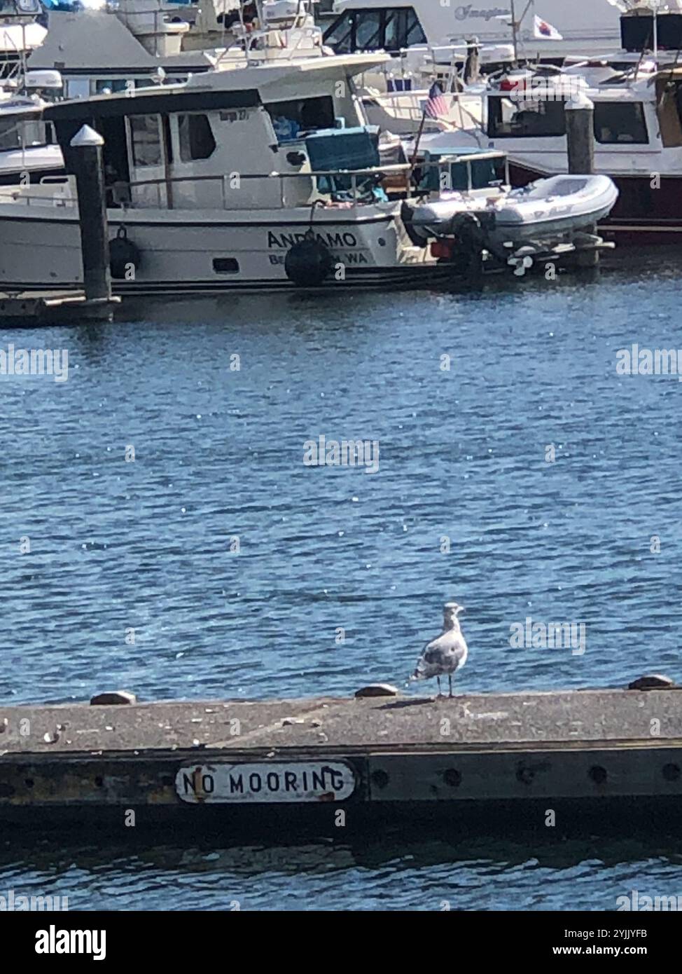 Olympic Gull (Larus glaucescens × occidentalis Stock Photo - Alamy