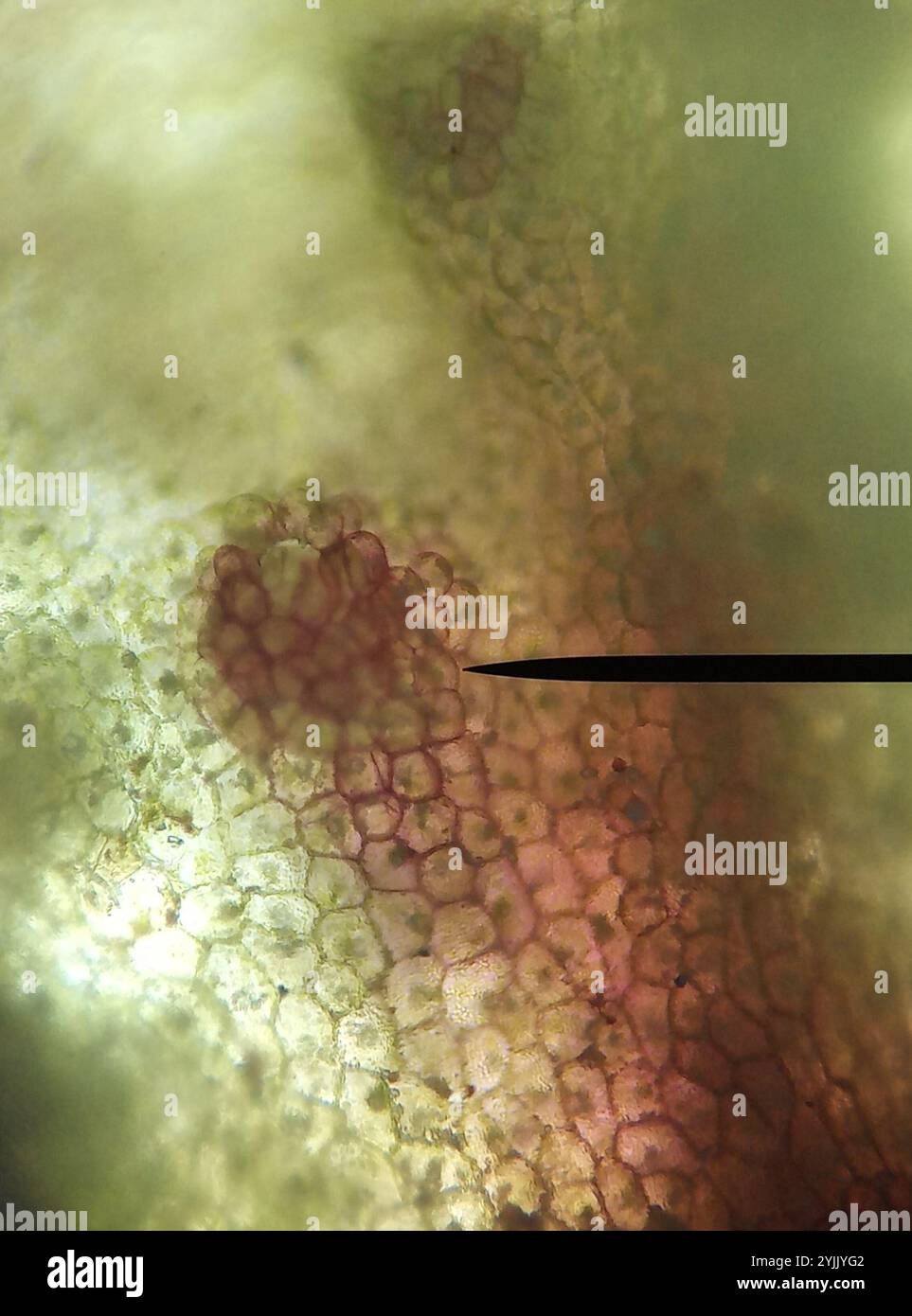 common pellia (Pellia epiphylla Stock Photo - Alamy