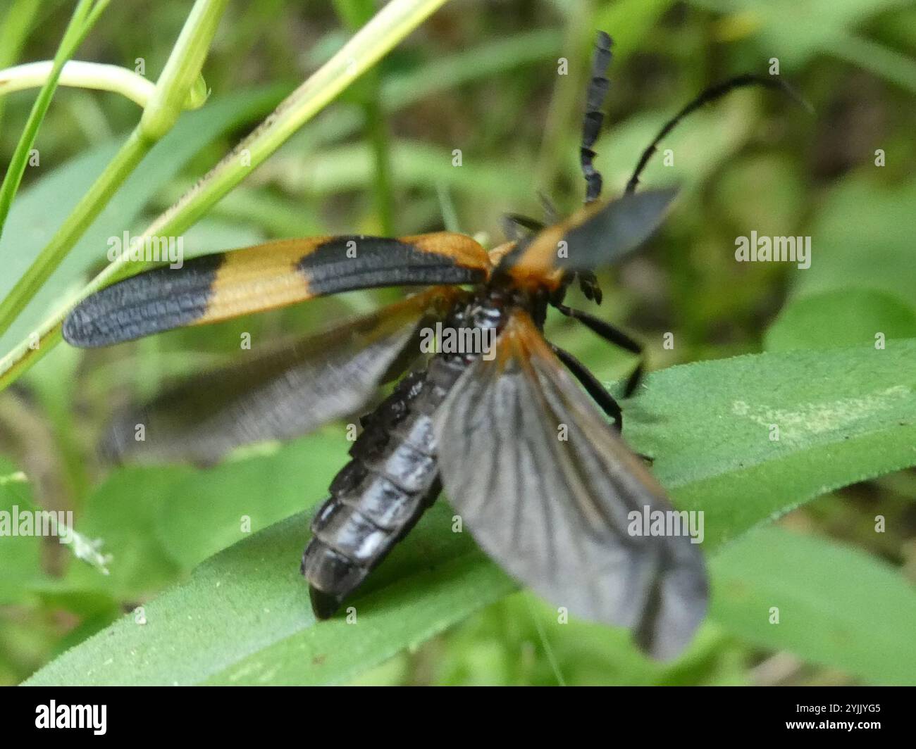 Reticulated net winged beetle hi-res stock photography and images - Alamy