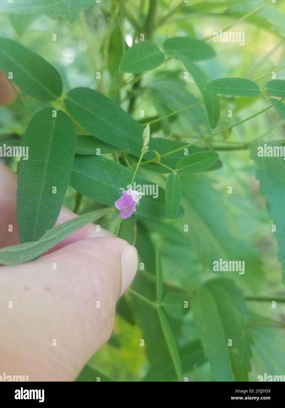 eastern milk-pea (Galactia regularis Stock Photo - Alamy
