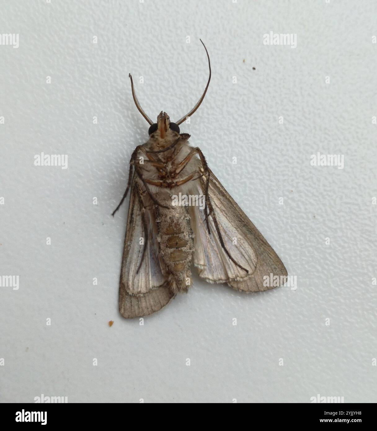 Turnip Moth (Agrotis segetum Stock Photo - Alamy