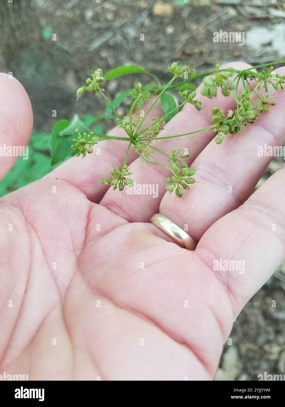heart-leaf golden Alexanders (Zizia aptera Stock Photo - Alamy