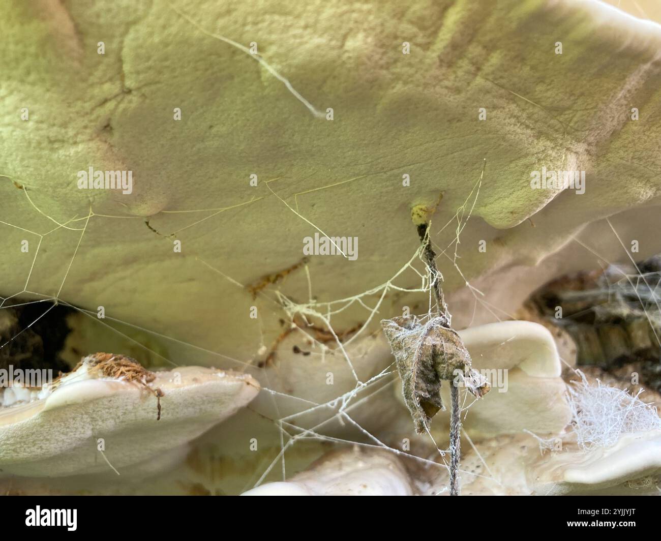 Climacodon septentrionalis hi-res stock photography and images - Alamy