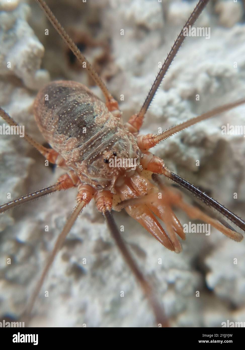 European Harvestman (Phalangium opilio Stock Photo - Alamy