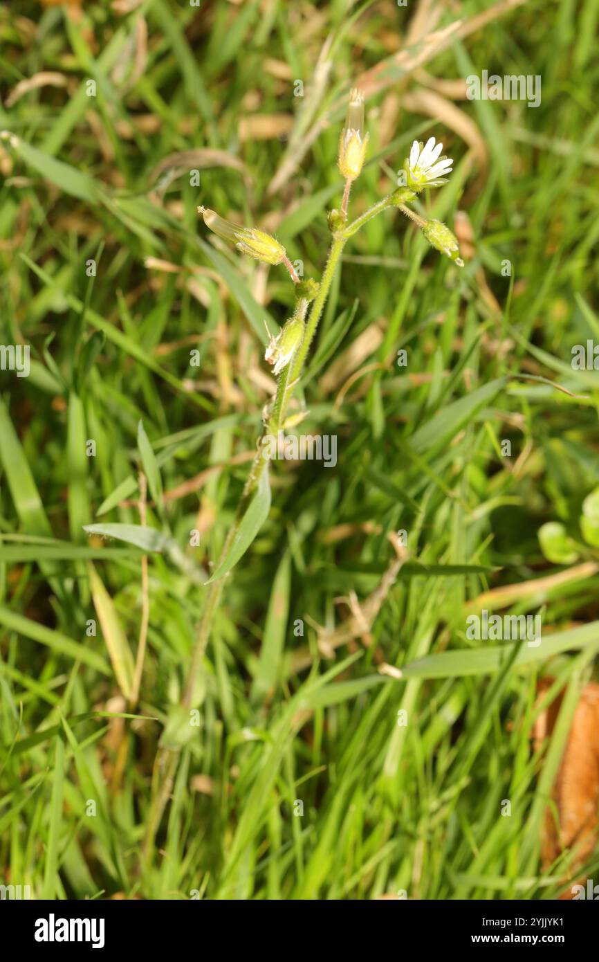 Common mouse-ear chickweed (Cerastium fontanum Stock Photo - Alamy