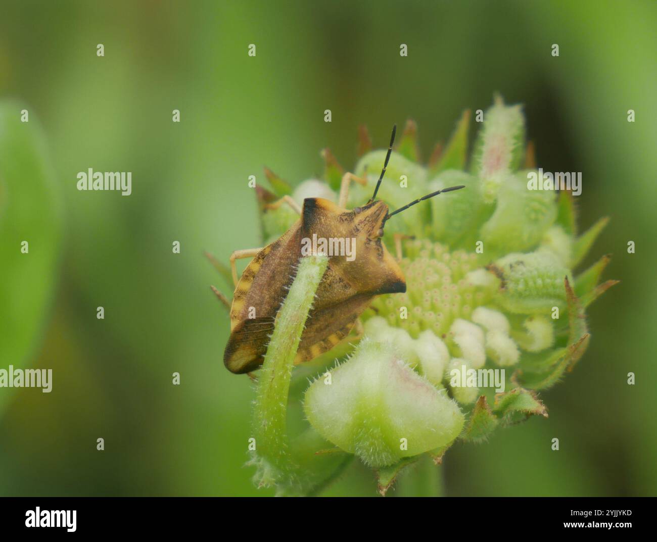 northern fruit bug (Carpocoris fuscispinus Stock Photo - Alamy