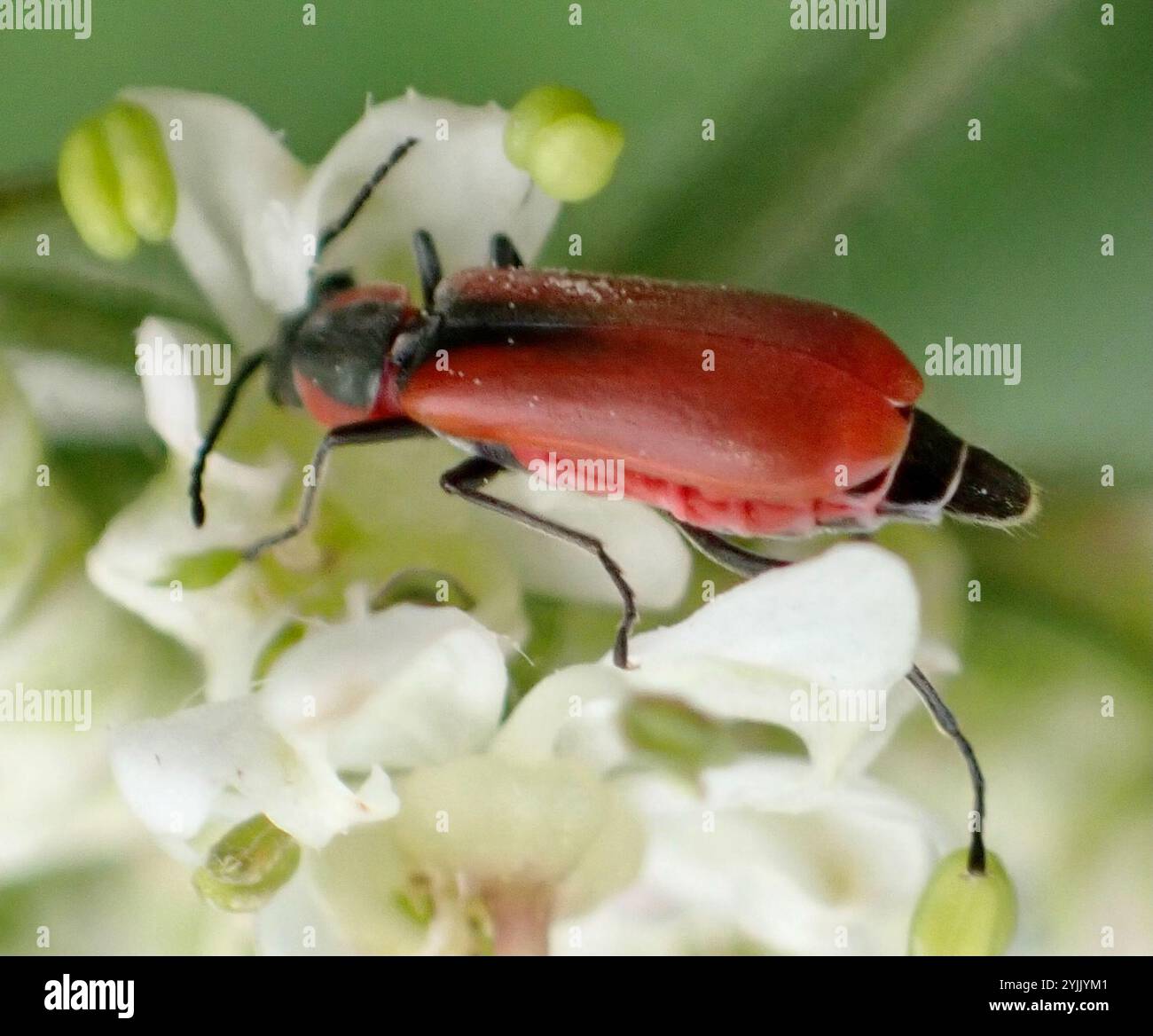Red Malachite Beetle (Anthocomus rufus Stock Photo - Alamy