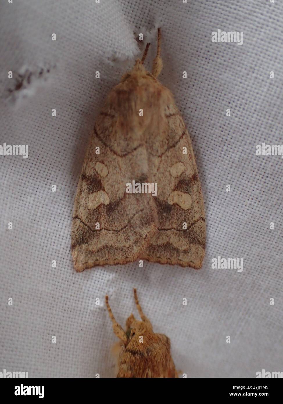 Aspen Twoleaf Tier Moth (Enargia decolor Stock Photo - Alamy