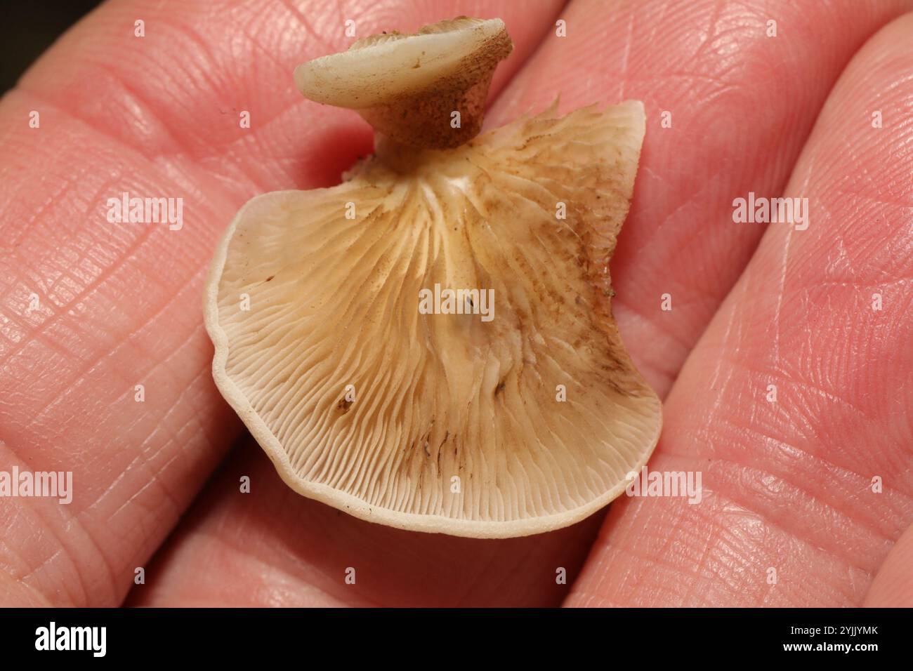 Variable Oysterling (Crepidotus variabilis Stock Photo - Alamy