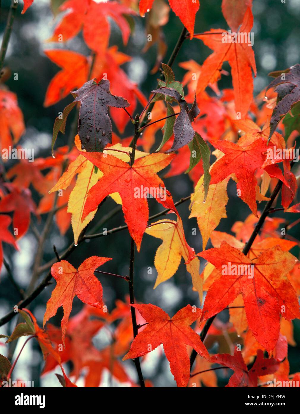 Maple tree trees leaves hi-res stock photography and images - Alamy