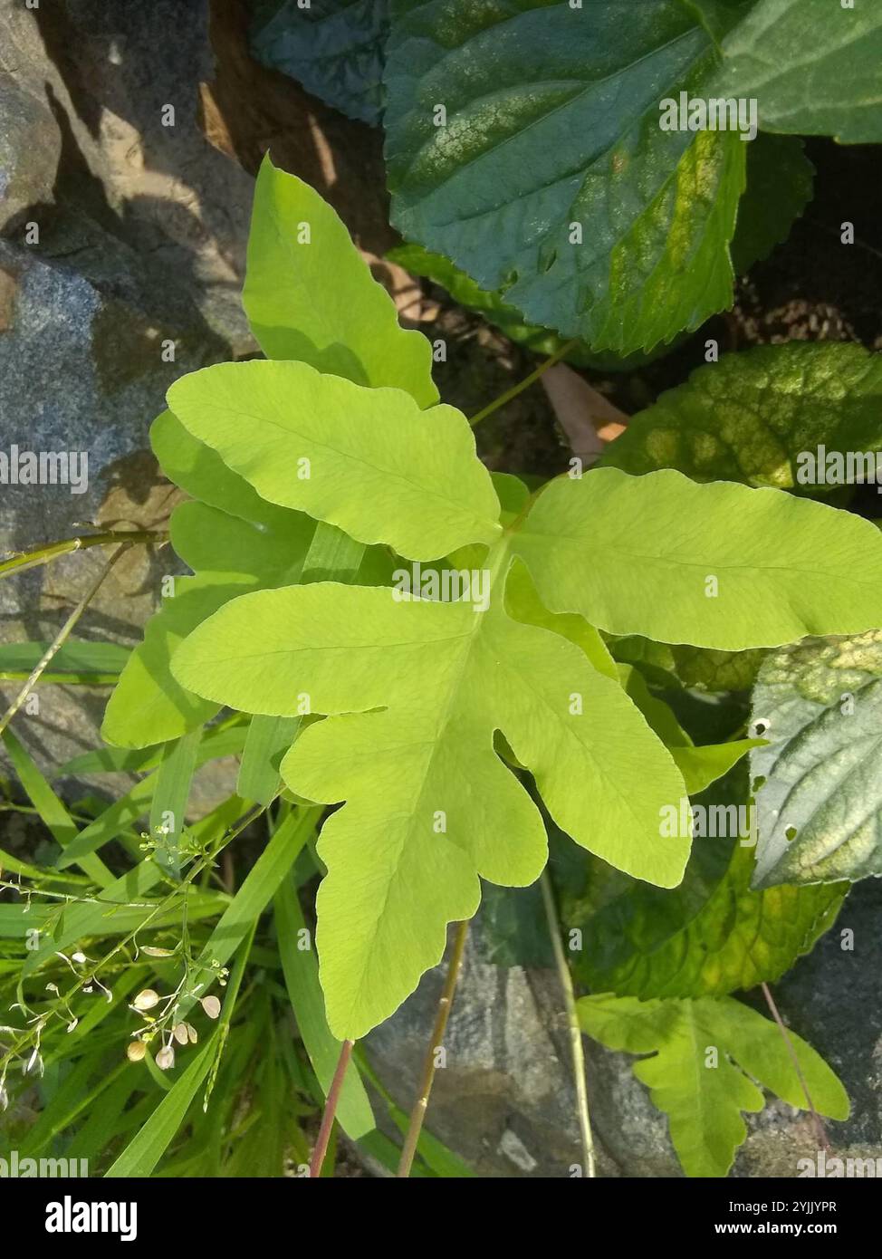 sensitive fern (Onoclea sensibilis Stock Photo - Alamy