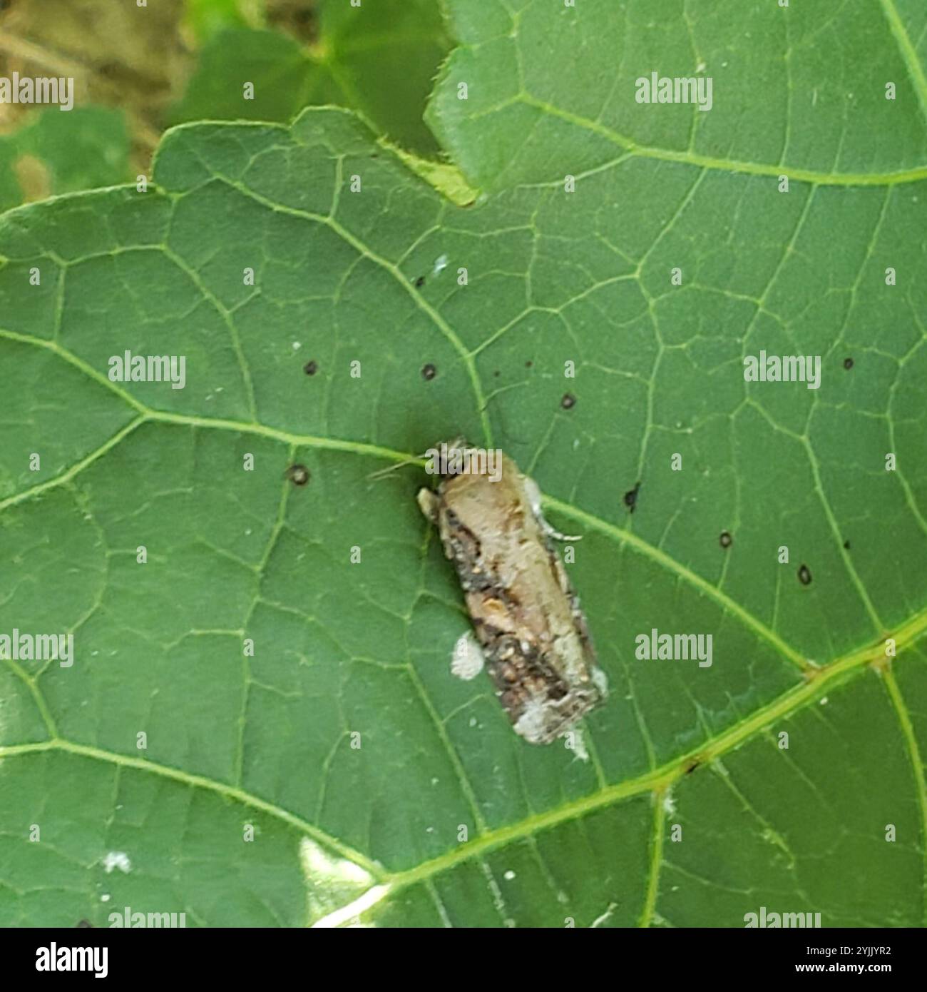 Fall Armyworm Moth (Spodoptera frugiperda Stock Photo - Alamy