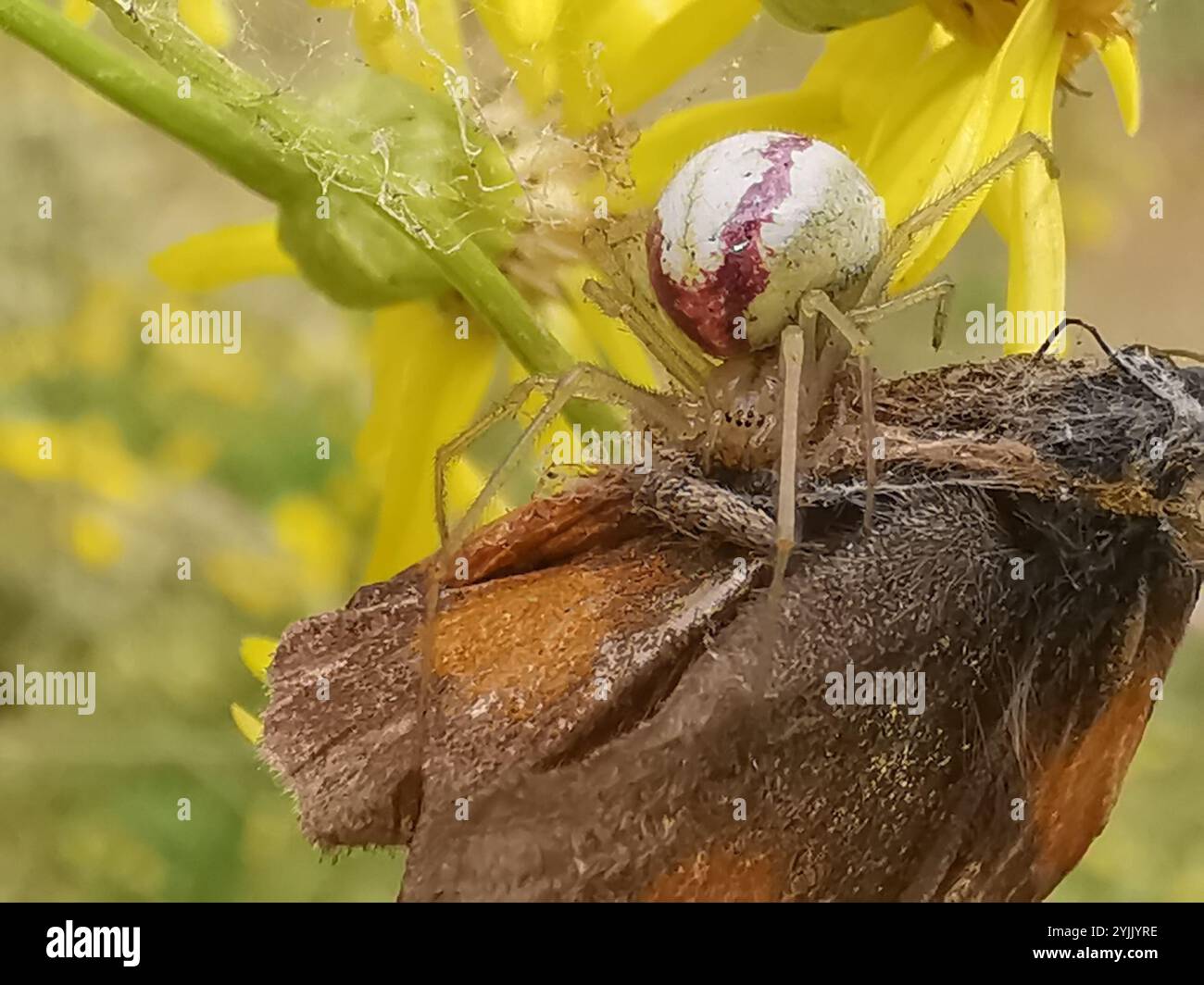 Candy-striped Spider complex (Enoplognatha ovata Stock Photo - Alamy