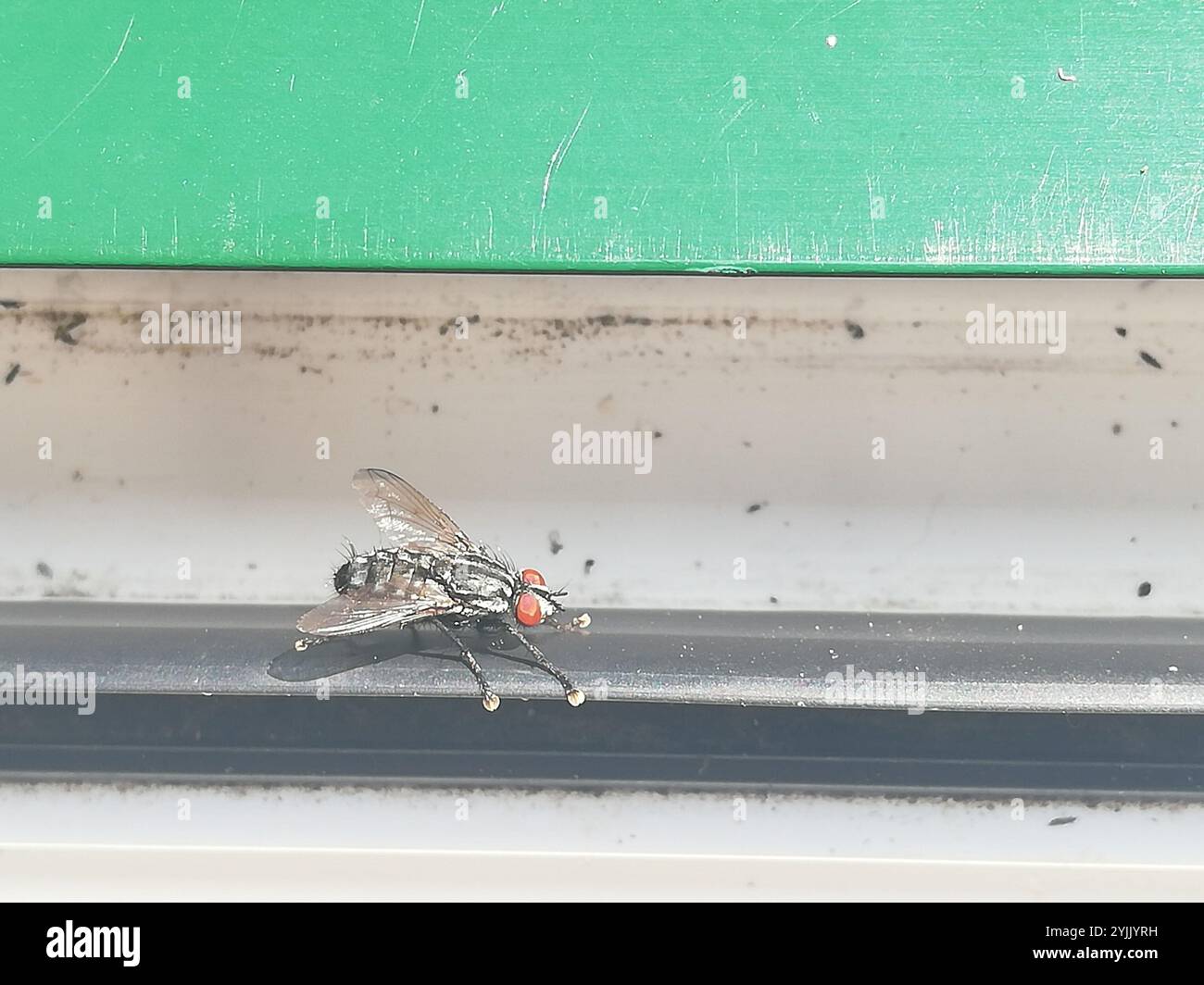 Common Flesh Flies (Sarcophaga Stock Photo - Alamy