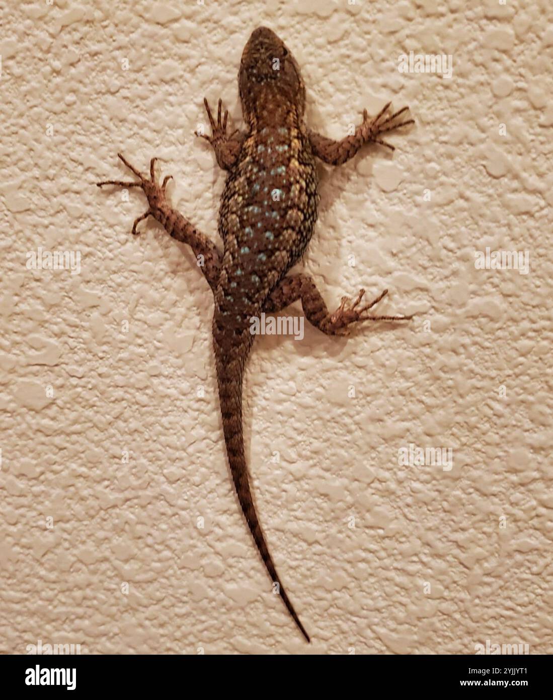 Western Fence Lizard (sceloporus Occidentalis Stock Photo - Alamy