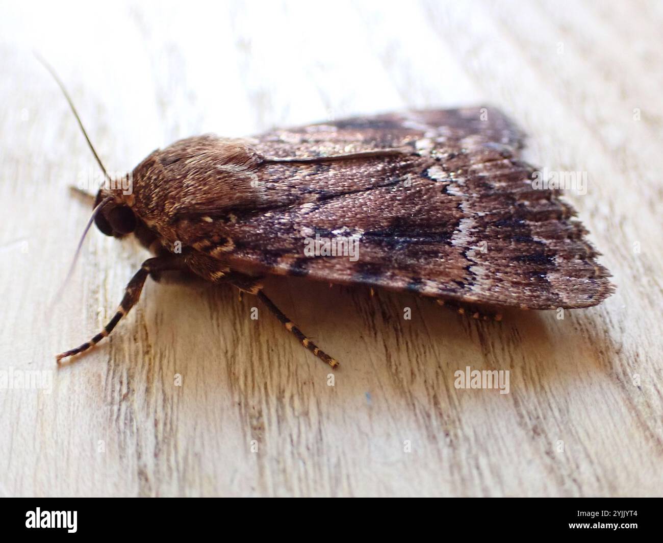 Eurasian Copper Underwing (Amphipyra pyramidea Stock Photo - Alamy
