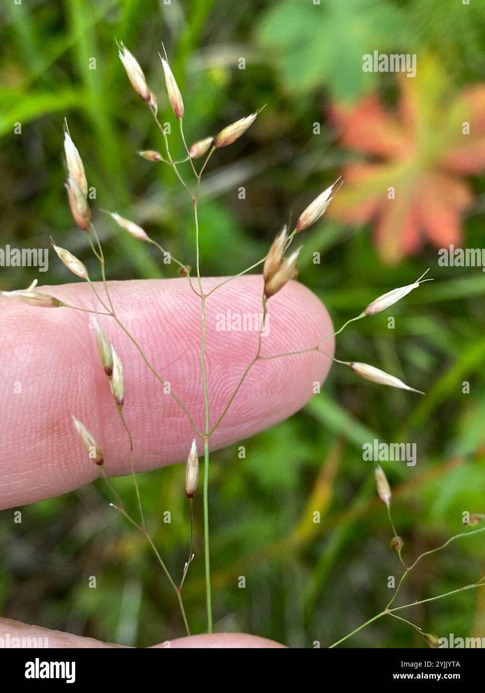 wavy hair-grass (Avenella flexuosa Stock Photo - Alamy