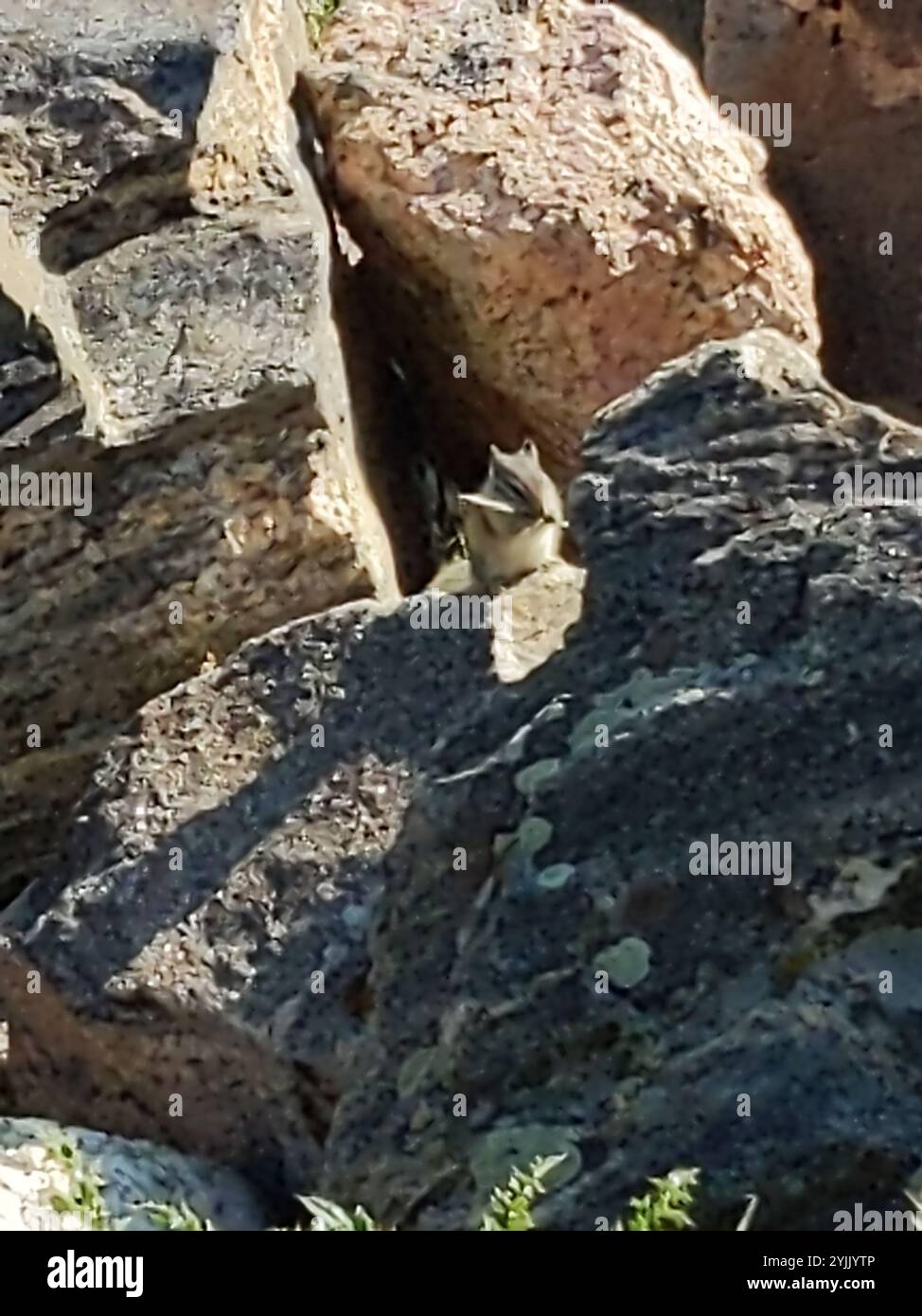 Least Chipmunk (Neotamias minimus Stock Photo - Alamy