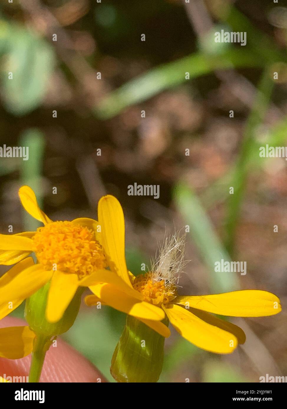 balsam ragwort (Packera paupercula Stock Photo - Alamy