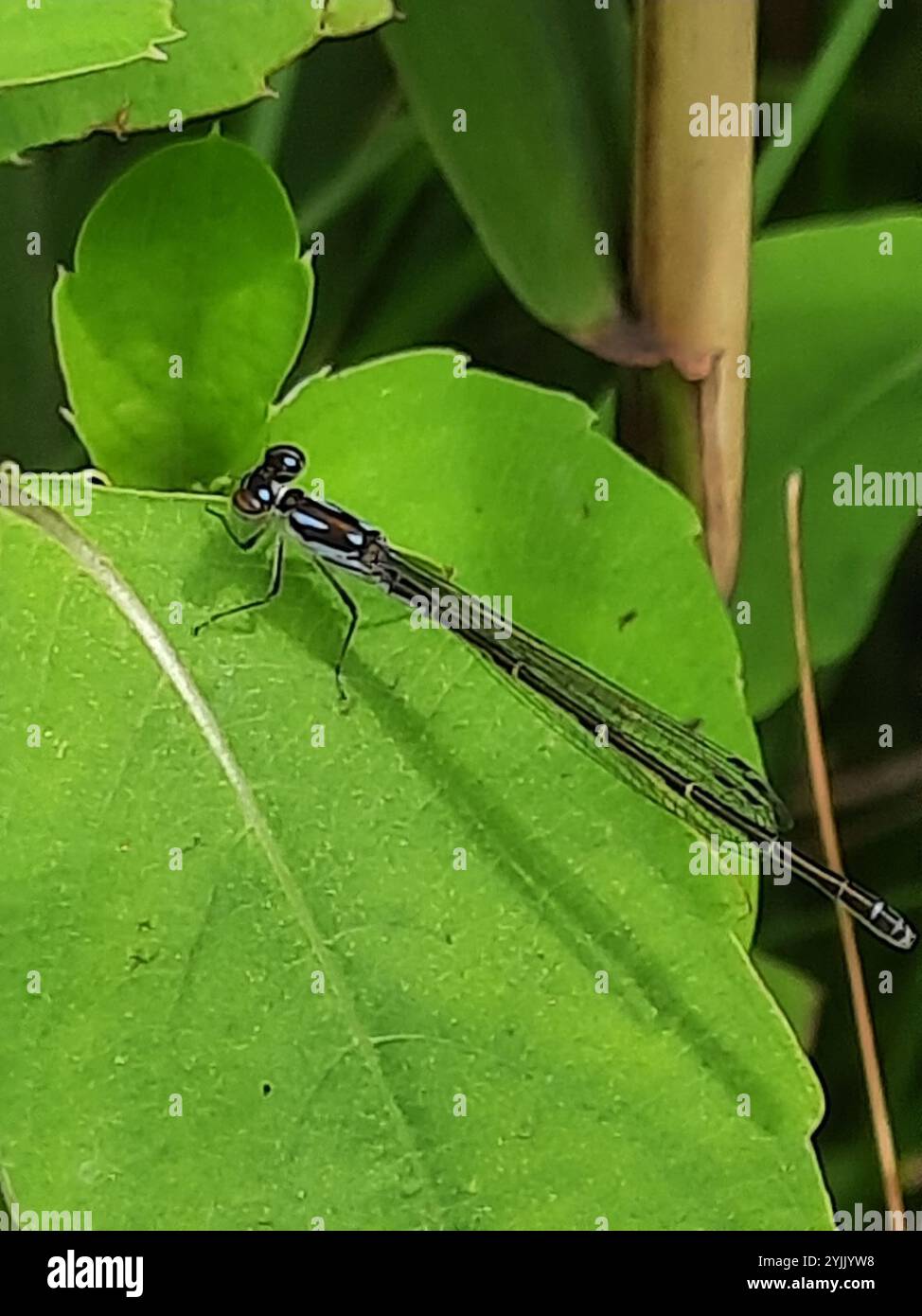 Fragile Forktail (Ischnura posita Stock Photo - Alamy