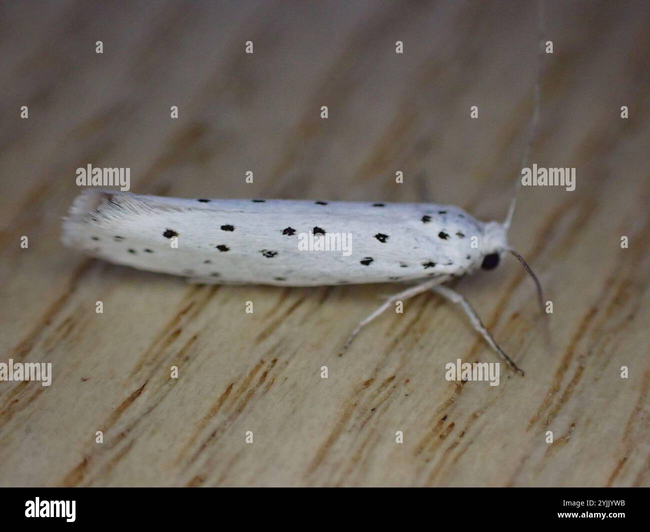 Small Ermine Moths (Yponomeuta Stock Photo - Alamy