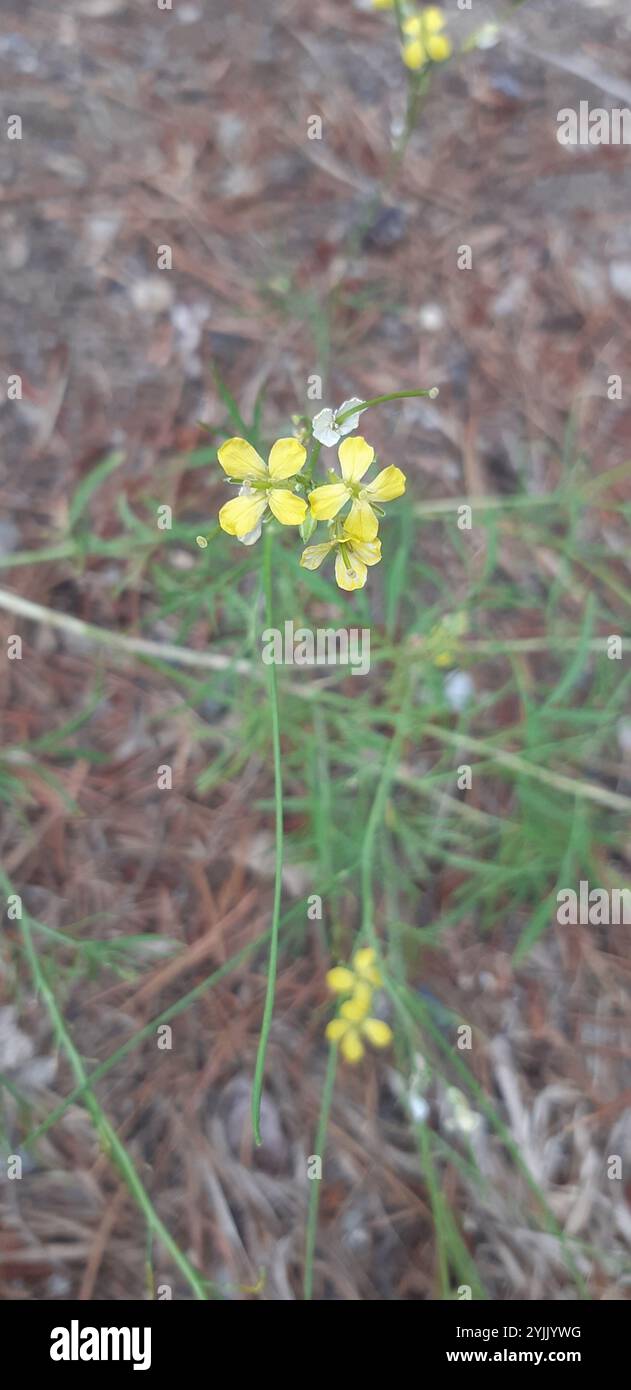 Tall Tumblemustard (Sisymbrium altissimum Stock Photo - Alamy
