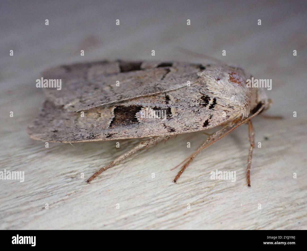 Double Square-spot (Xestia triangulum Stock Photo - Alamy