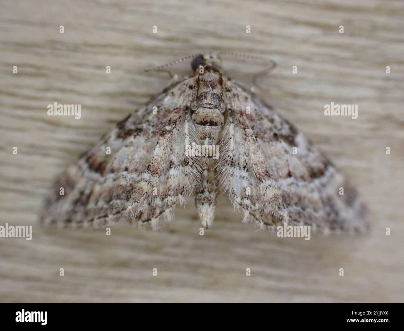 Gymnoscelis rufifasciata hi-res stock photography and images - Alamy