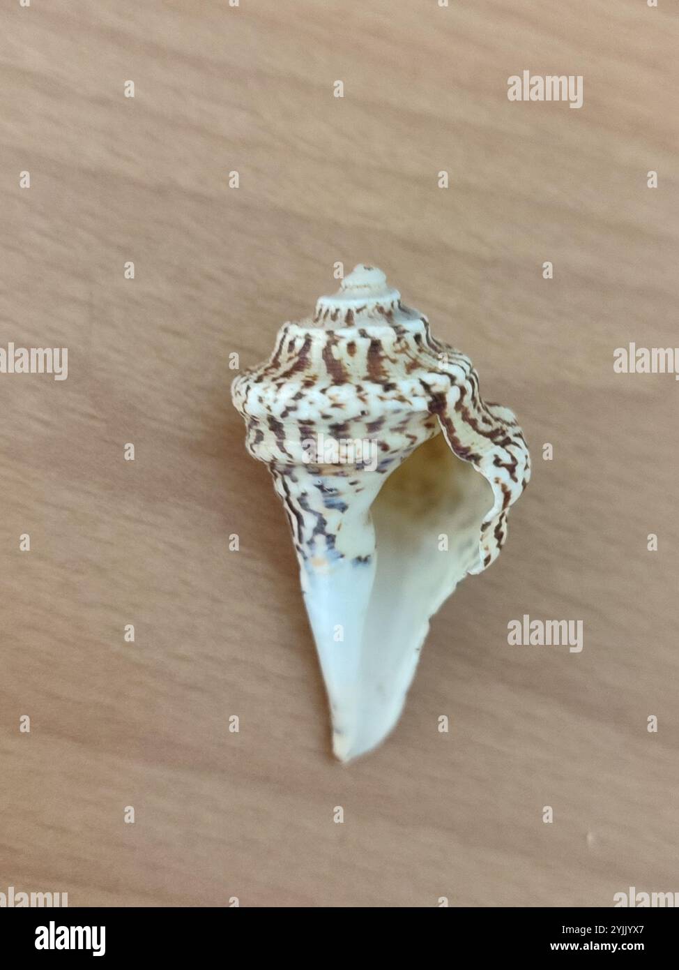 Harpago chiragra hi-res stock photography and images - Alamy