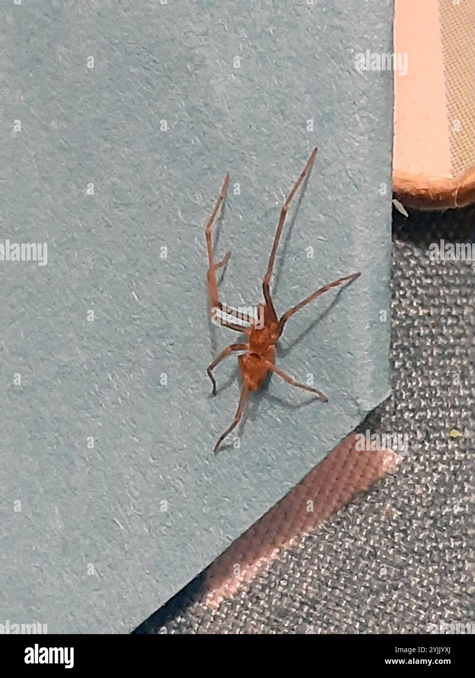 Crevice Weavers (Filistatidae Stock Photo - Alamy