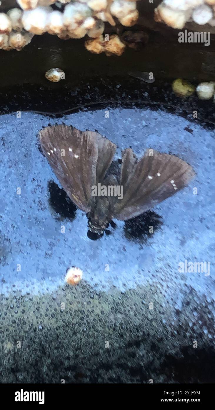 Common Sootywing (Pholisora catullus Stock Photo - Alamy