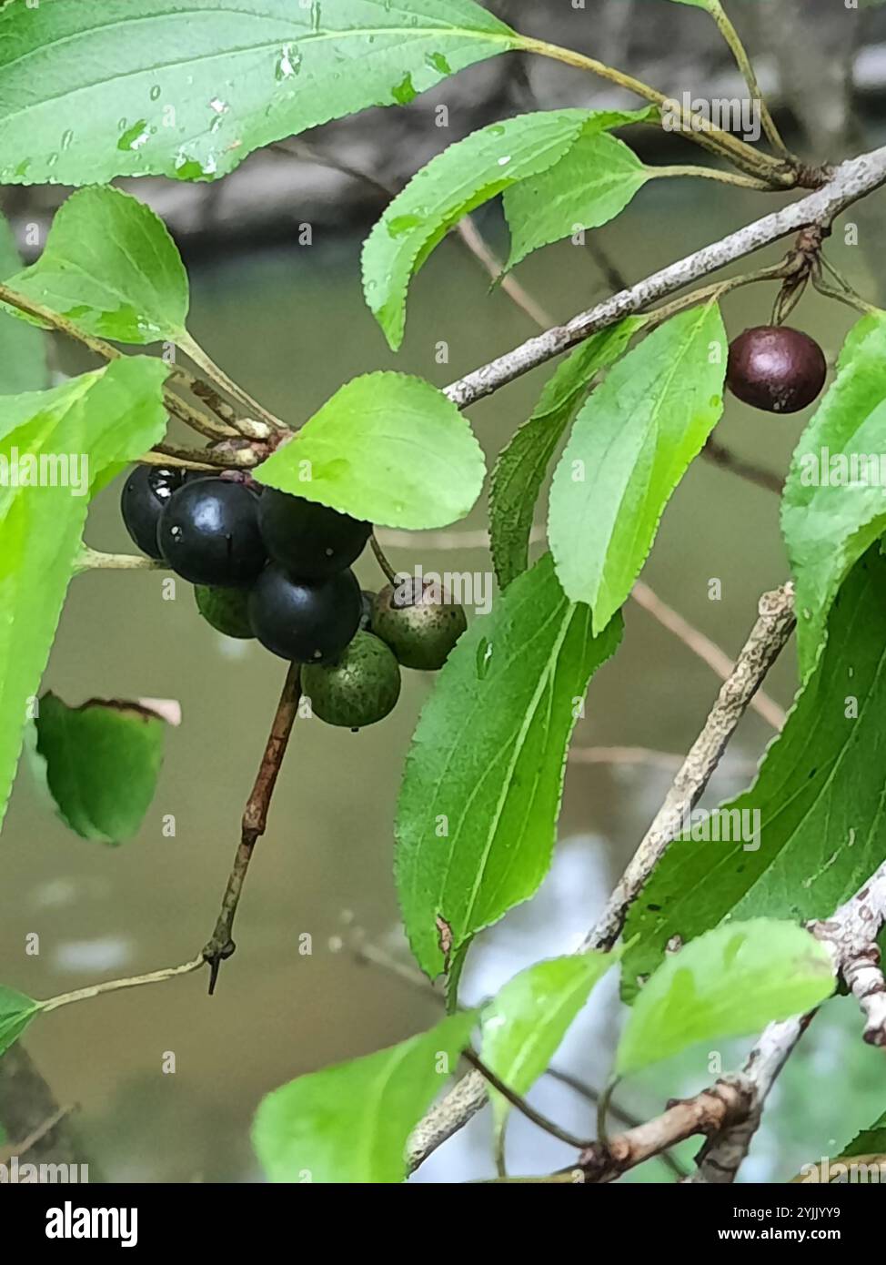 common buckthorn (Rhamnus cathartica Stock Photo - Alamy