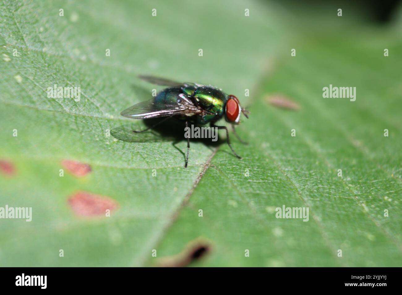 Blow Flies (Calliphoridae Stock Photo - Alamy