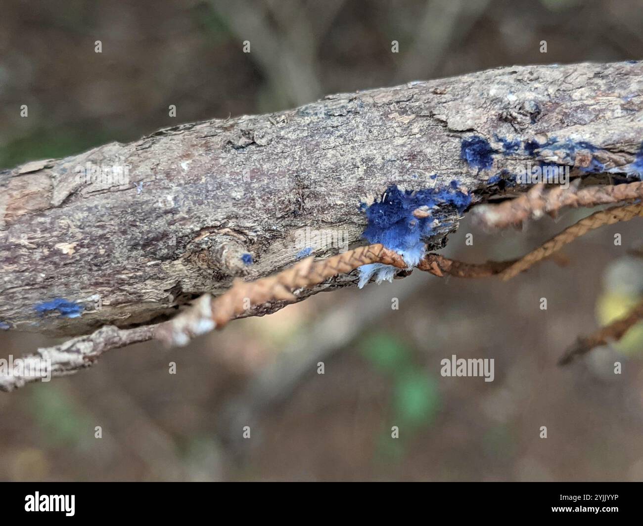 Cobalt Crust (Terana coerulea Stock Photo - Alamy