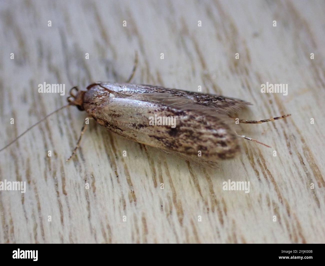Brown House Moth (Hofmannophila pseudospretella Stock Photo - Alamy