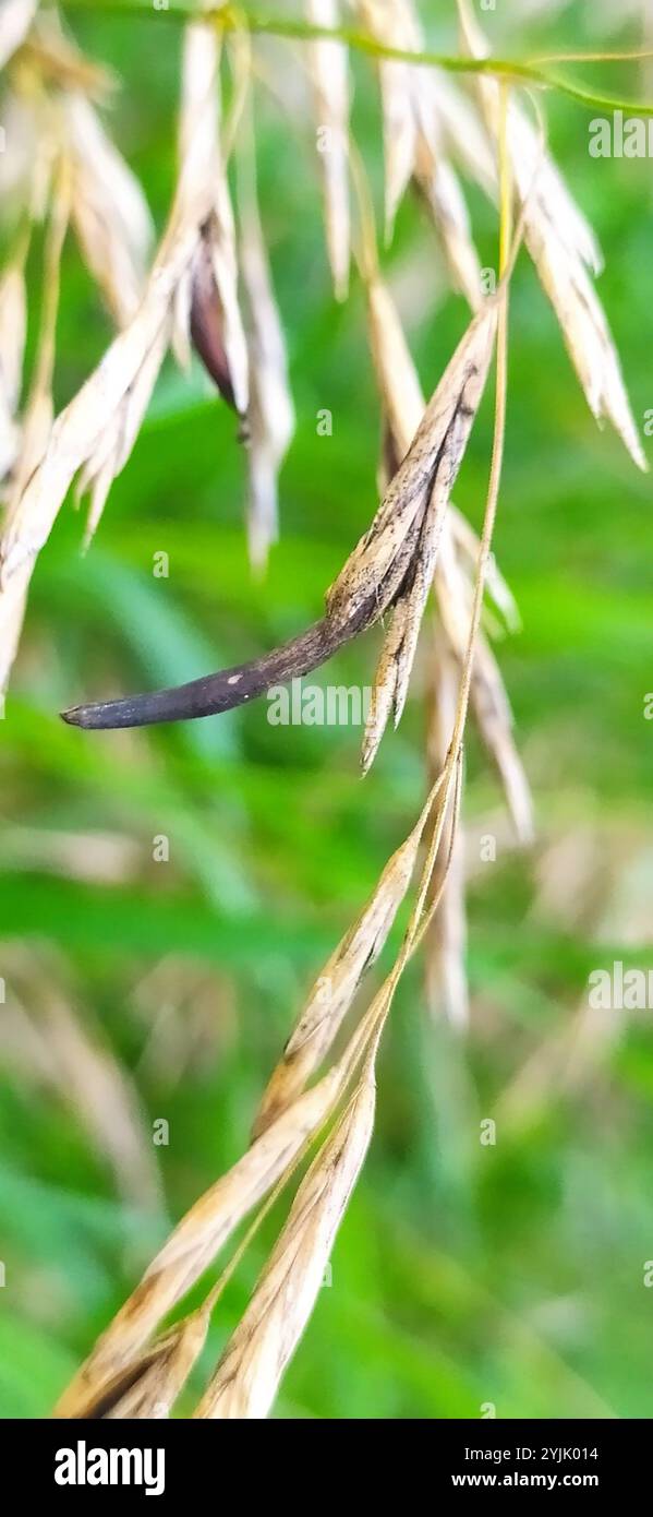 Rye Ergot (Claviceps purpurea Stock Photo - Alamy